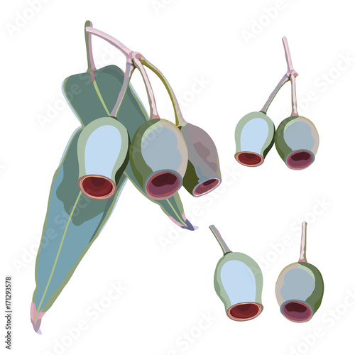 Large Gumnut Vector Set Stock Vector | Adobe Stock