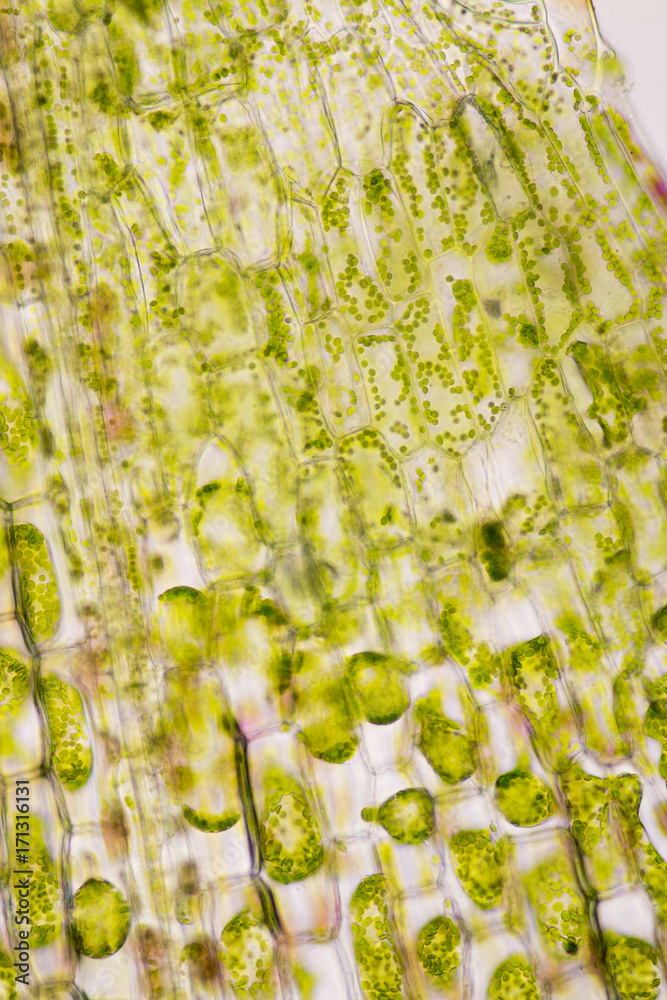 Cell structure Hydrilla, view of the leaf surface showing plant cells ...