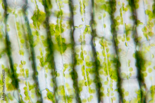 Cell structure Hydrilla, view of the leaf surface showing plant cells ...