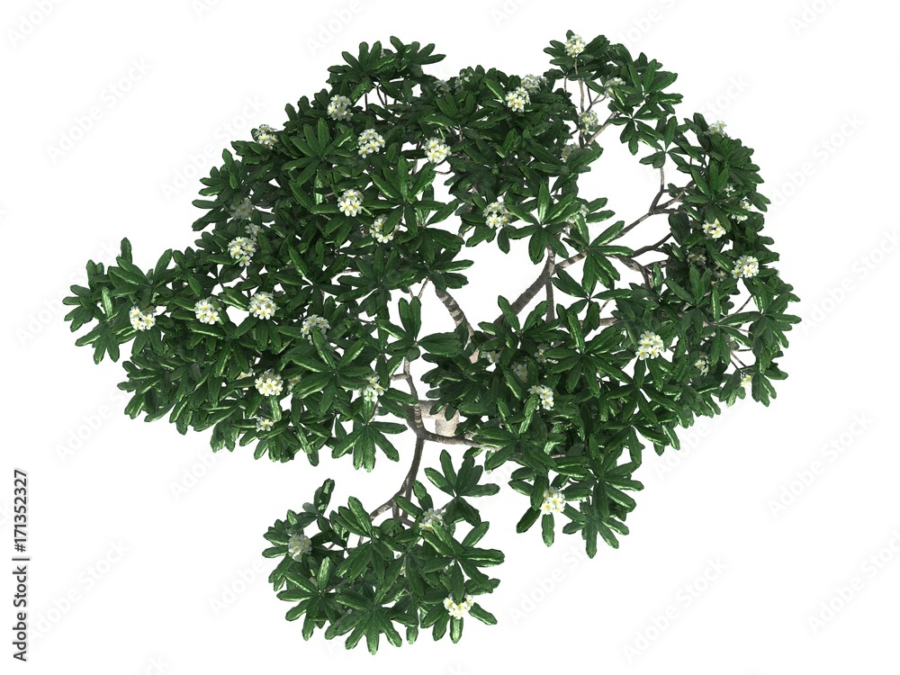 3d rendering of a realistic green tree top view isolated on white Stock ...