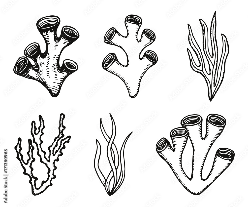 algae vector sketch. hand-drawing isolated Stock Vector | Adobe Stock