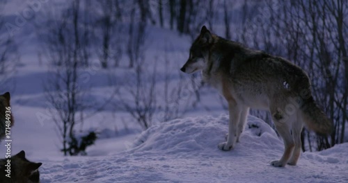Stock Video of Wolf pack in beautiful winter forest at night at Adobe ...