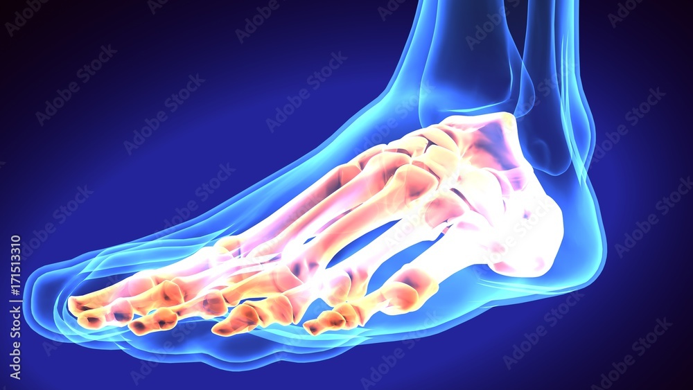 3d illustration of human body feet anatomy Stock Illustration | Adobe Stock