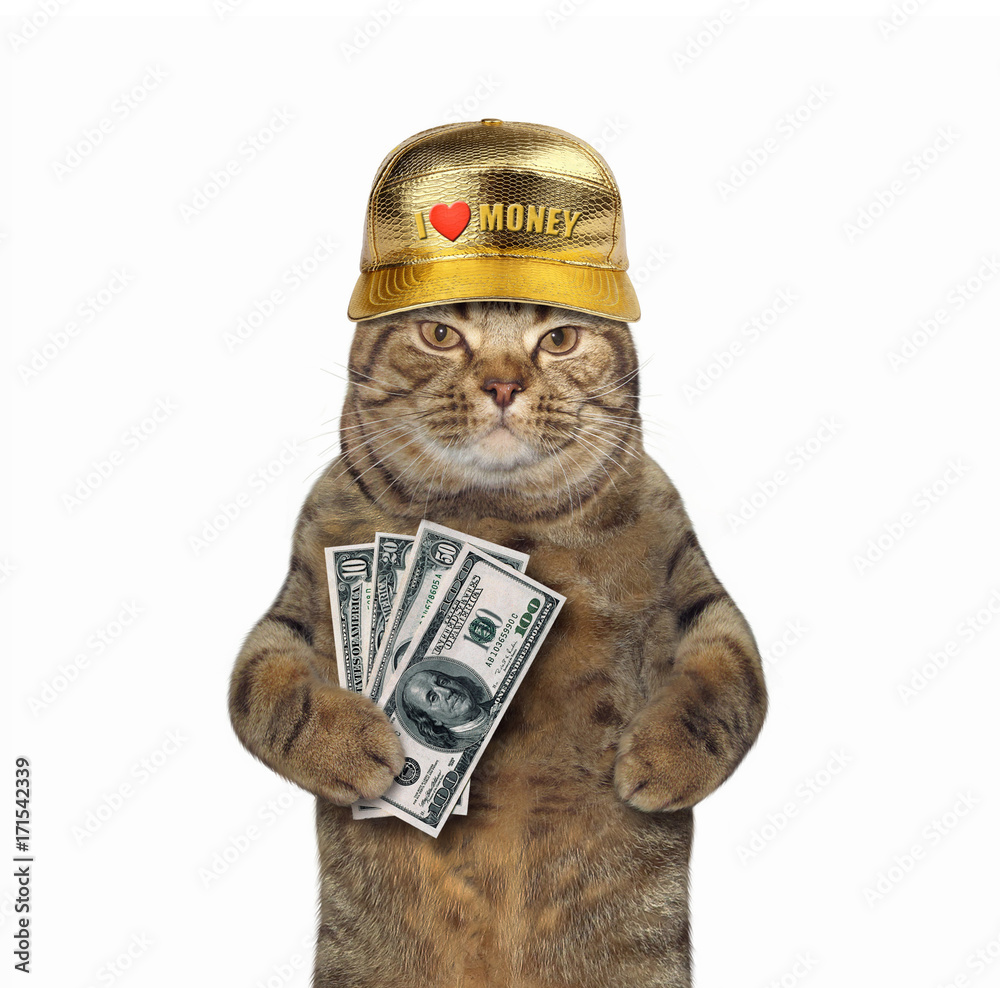 Cat money store