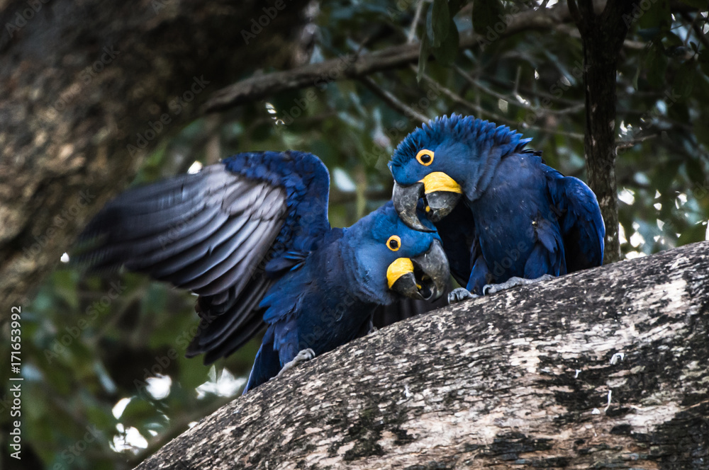 Hyacinth Macaw (Anodorhynchus hyacinthinus) lives in the biomes of the ...