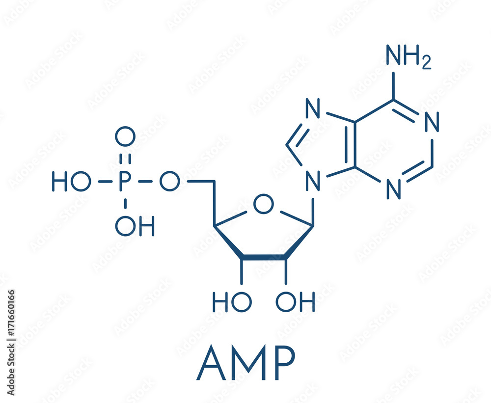 amp structure chemistry