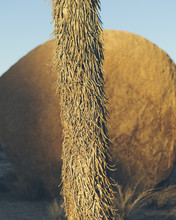 Joshua Tree Bark Closeup Free Stock Photo - Public Domain Pictures