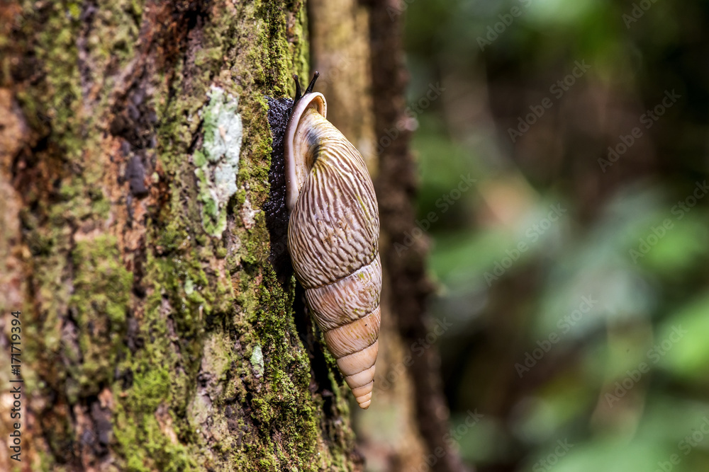 Caracol-florestal (Burringtonia pantagruelina) | Forest snail ...