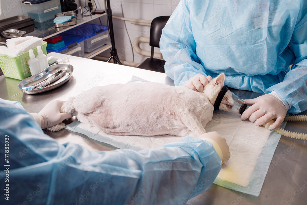 Cat anesthesia in veterinary. Stock Photo | Adobe Stock