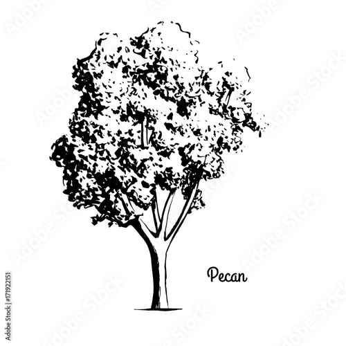 Vector sketch illustration of Pecan tree. Black silhouette of plant ...