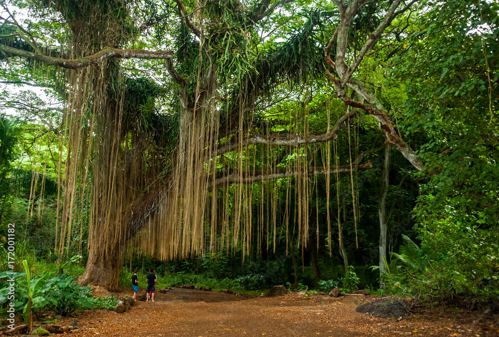 The giant banyan tree in the historical Lahaina town,Maui island ...