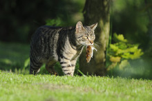Cat Hunting Free Stock Photo - Public Domain Pictures