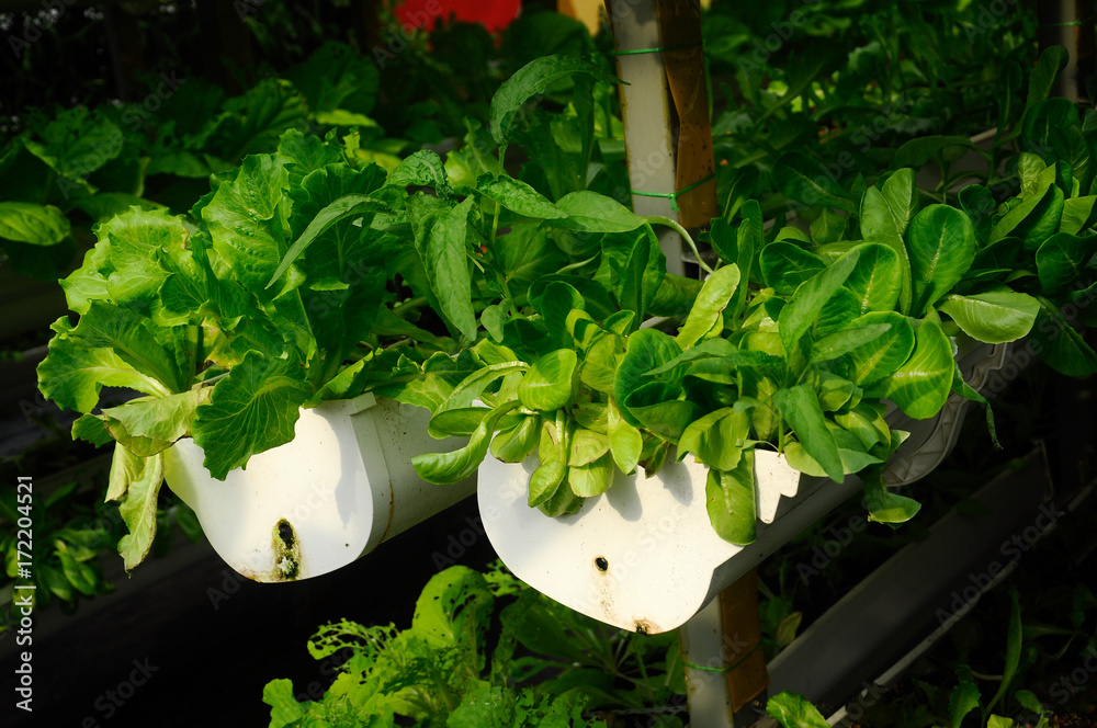 Vegetables are grown using fertigation system. Vegetables can be ...