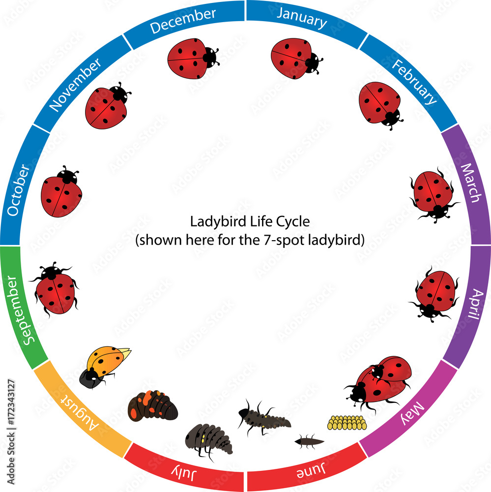 Vector Life cycle of lady bird Stock Vector | Adobe Stock