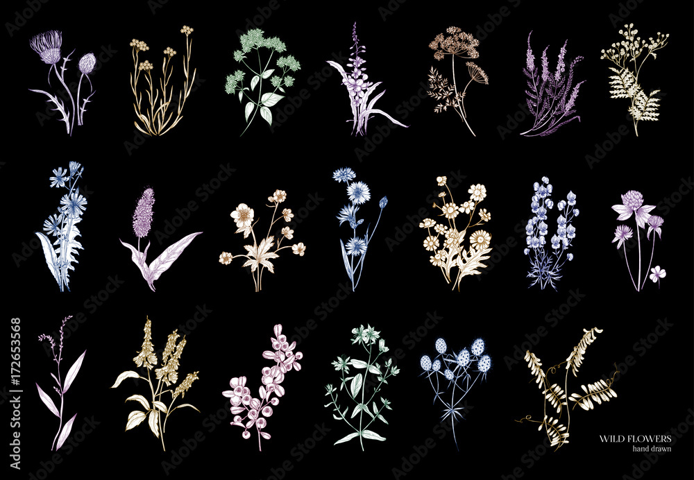 Collection of beautiful wild herbs, herbaceous flowering plants ...