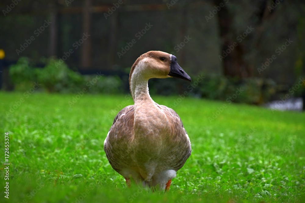 Ländliche Indylle mit Hausgänsen und Wildgans am Gardasee auf grüner ...