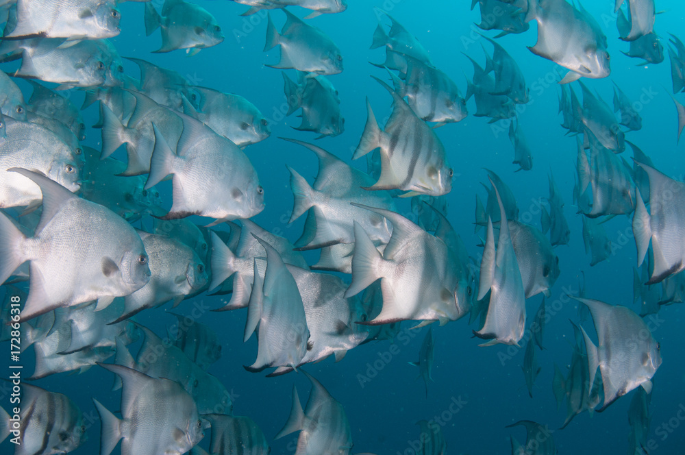 School of Spadefish swimming in the ocean. Stock Photo | Adobe Stock
