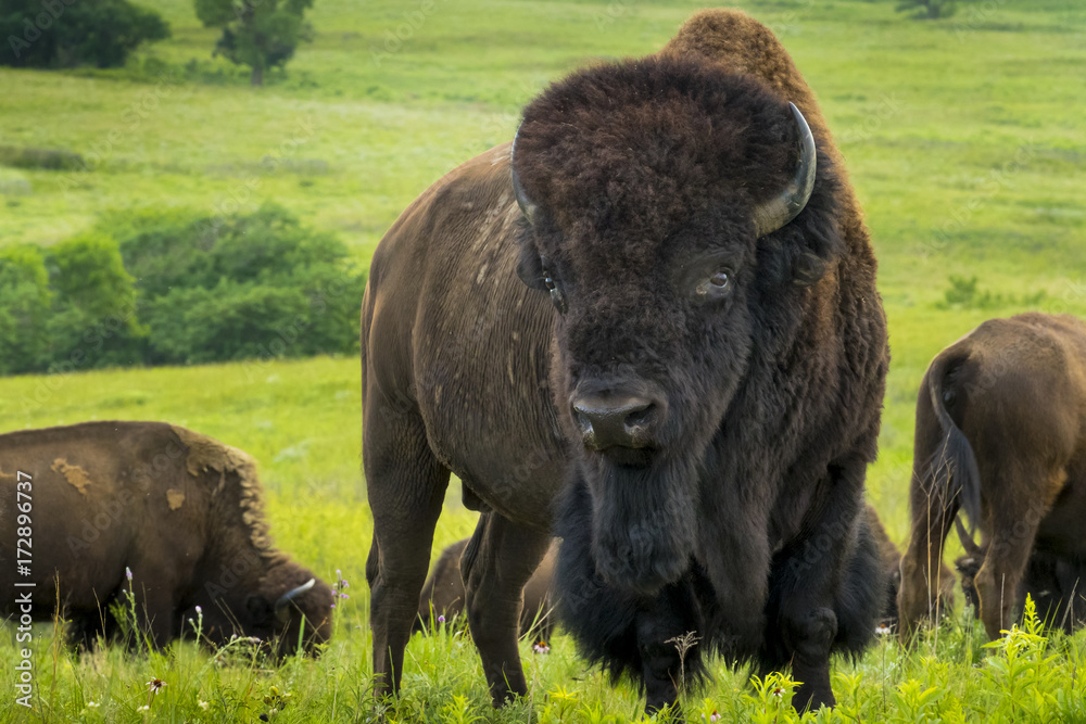 This impressive American Bison Portrait illustrates its sheer size and ...