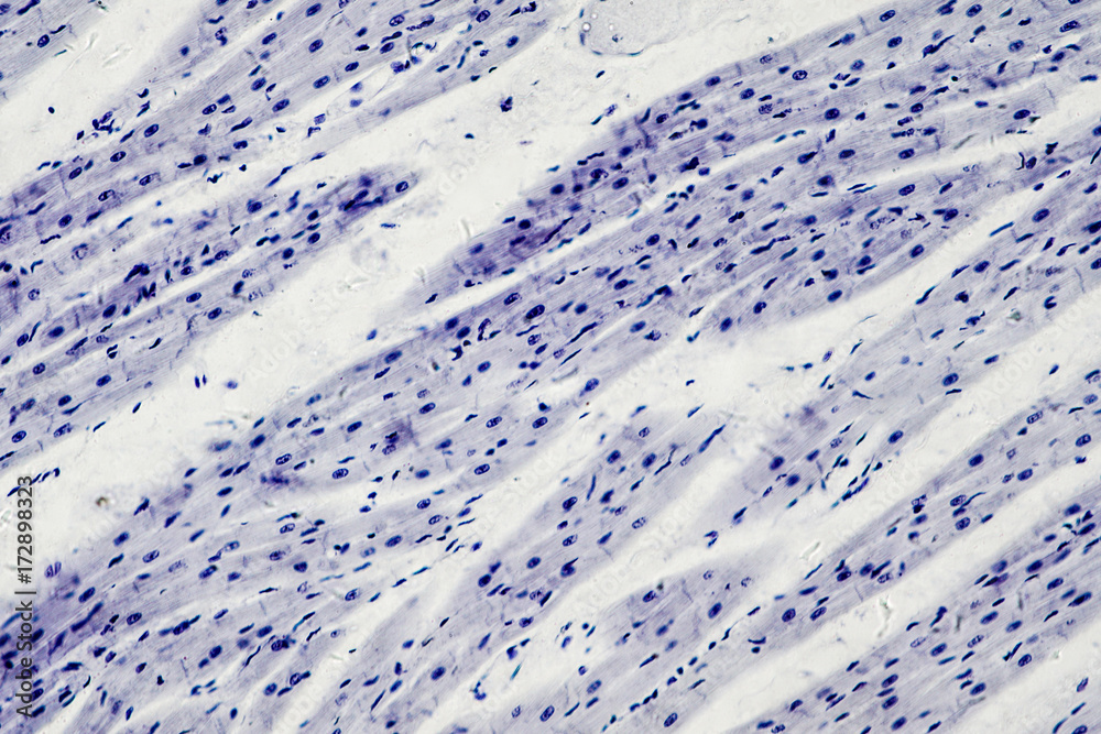 Histology of cardiac muscle under microscope view Stock Photo | Adobe Stock