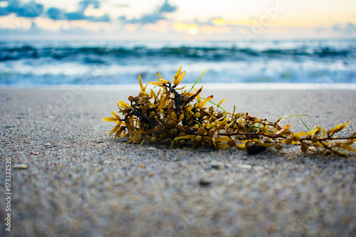 close up of seaweed washed up on the shore of the beach Stock Photo | Adobe Stock