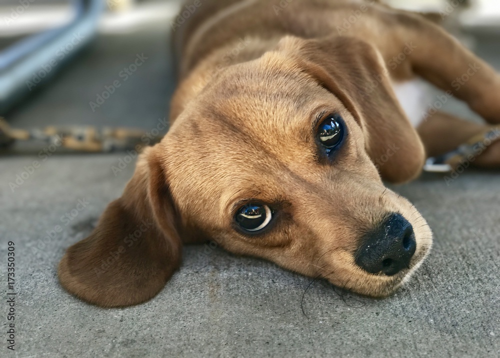 Sad dog giving sad puppy eyes Stock Photo | Adobe Stock
