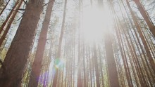 Fading Sun Over The Treetops Free Stock Photo - Public Domain Pictures