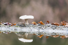 Field Mouse Under Toadstool Free Stock Photo - Public Domain Pictures