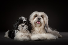Lhasa Apso Dog Free Stock Photo - Public Domain Pictures