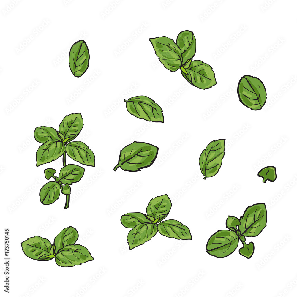 how to draw basil leaf