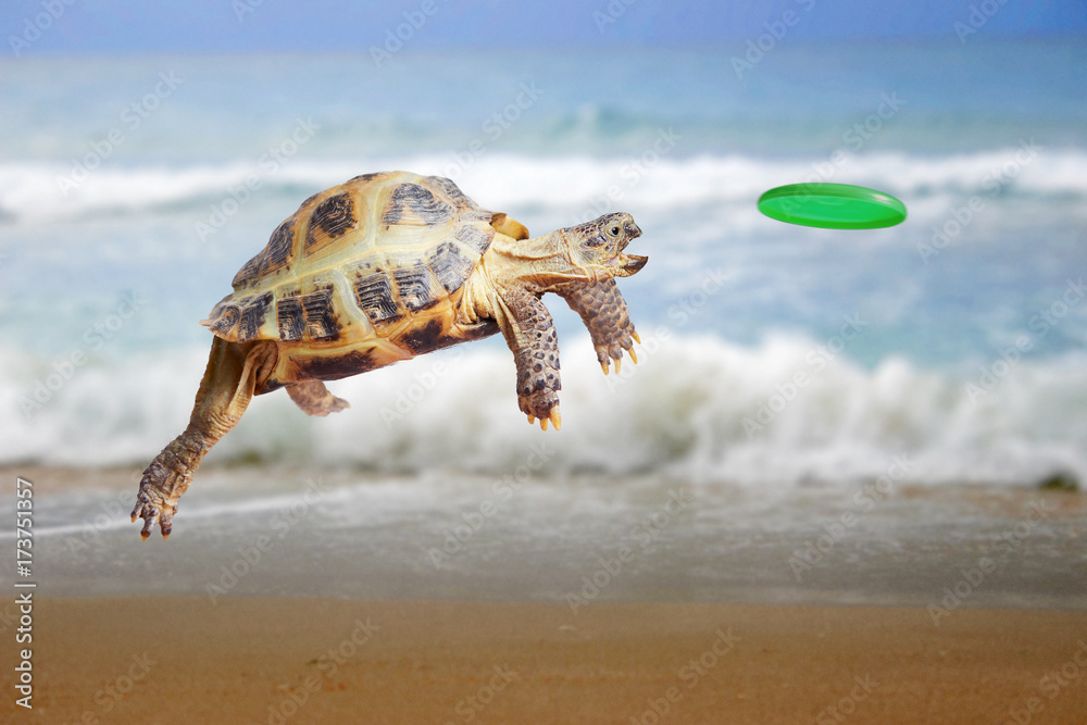 Turtle jumps and catches the frisbee Stock Photo | Adobe Stock