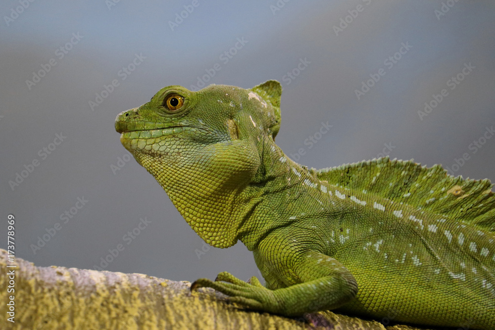 Basiliski, or basilisk (Latin Basiliscus) - a genus of lizards from the ...