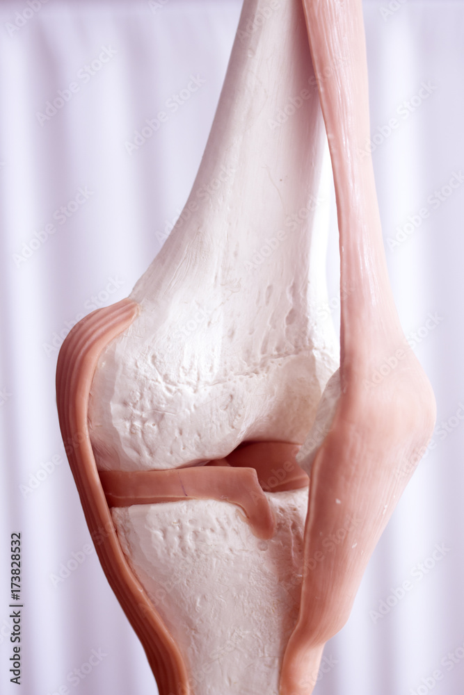 Human knee joint meniscus model Stock Photo | Adobe Stock