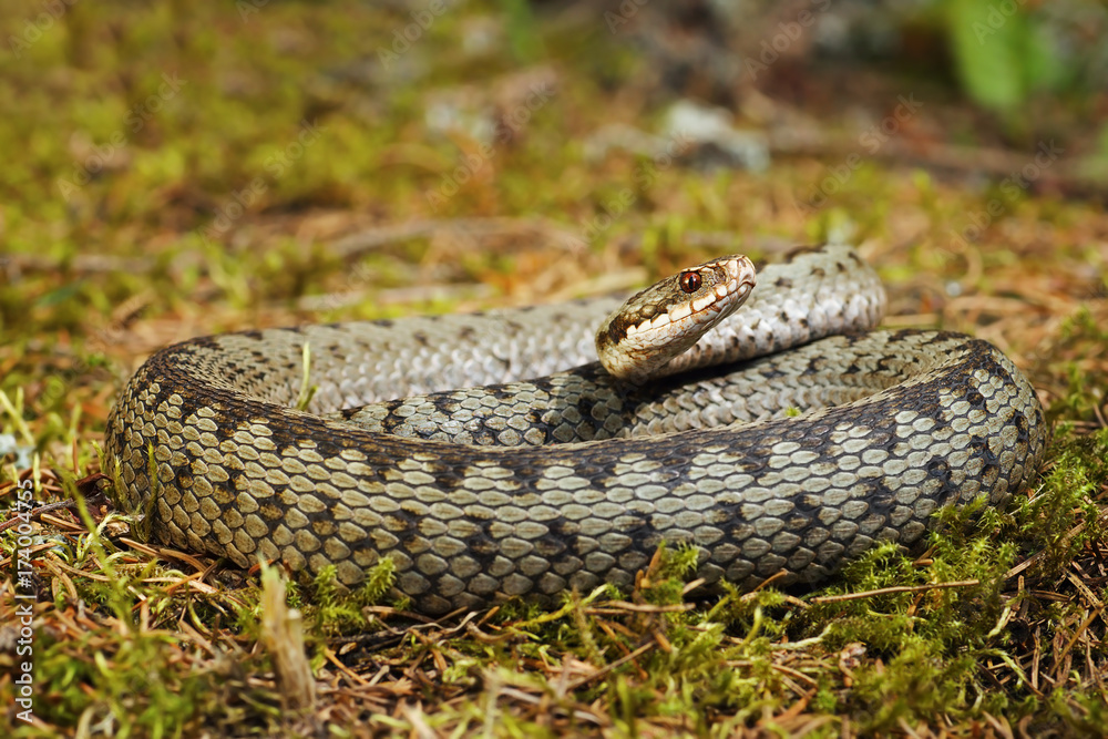 colorful crossed european adder on moss Stock Photo | Adobe Stock
