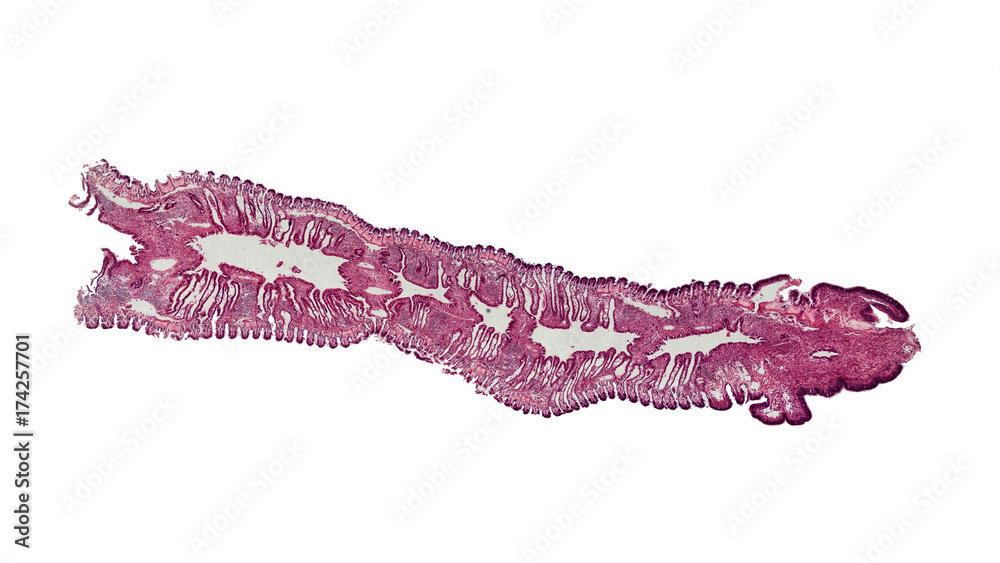 cross section cut of shell gills under the microscope Stock Photo ...