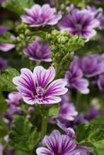 Common Mallow Free Stock Photo - Public Domain Pictures