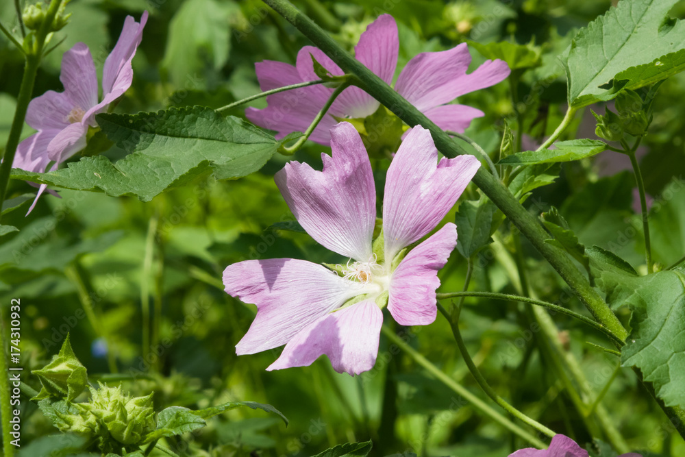 Pink flowers on Hollyhock, Alcea Pallida, close-up with bokeh ...