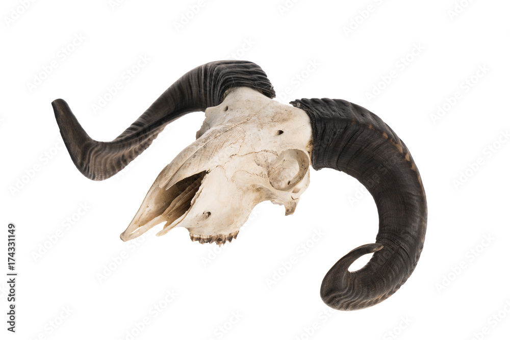Side view of real ram skull with horns Stock Photo | Adobe Stock