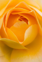 Yellow Rose Free Stock Photo - Public Domain Pictures