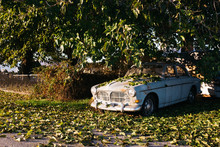 Tree Growing Out Of Abandoned Car 3 Free Stock Photo - Public Domain ...