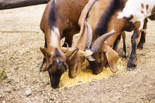 Goats Eating Free Stock Photo - Public Domain Pictures