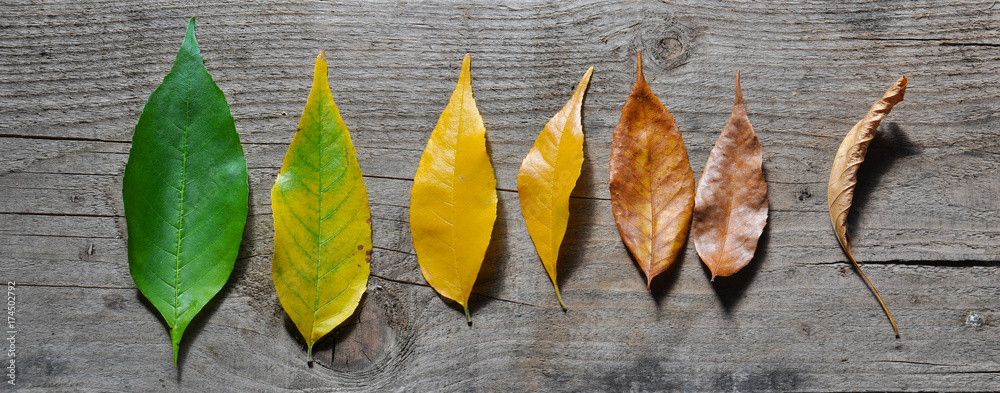 Life cycle of leaves on the wooden background. Color of leaves in ...