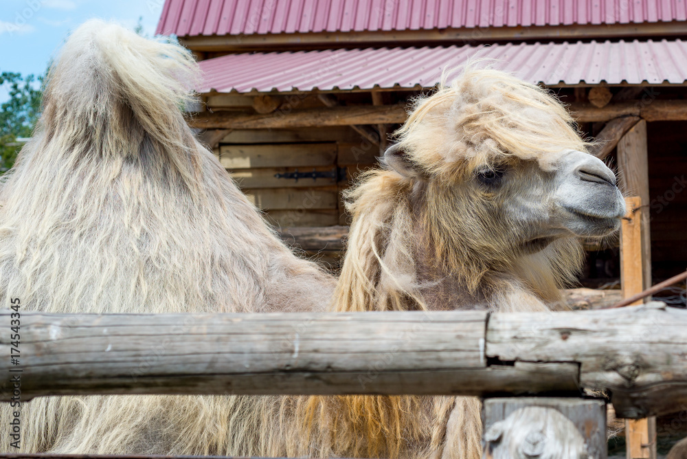 The Bactrian camel eating, Camelus bactrianus, large, even-toed ...