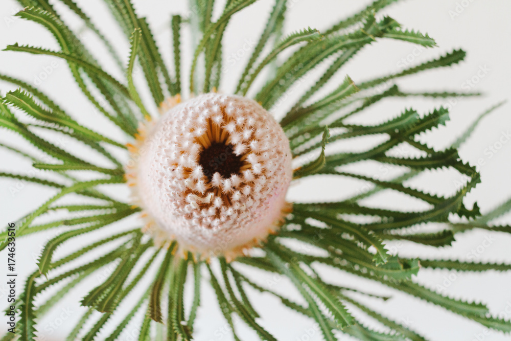 Australian native flower banksia Stock Photo | Adobe Stock