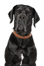 Perro Gran Danés Stock de Foto gratis - Public Domain Pictures