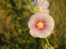 Purple Poppy Mallow Close-up Free Stock Photo - Public Domain Pictures
