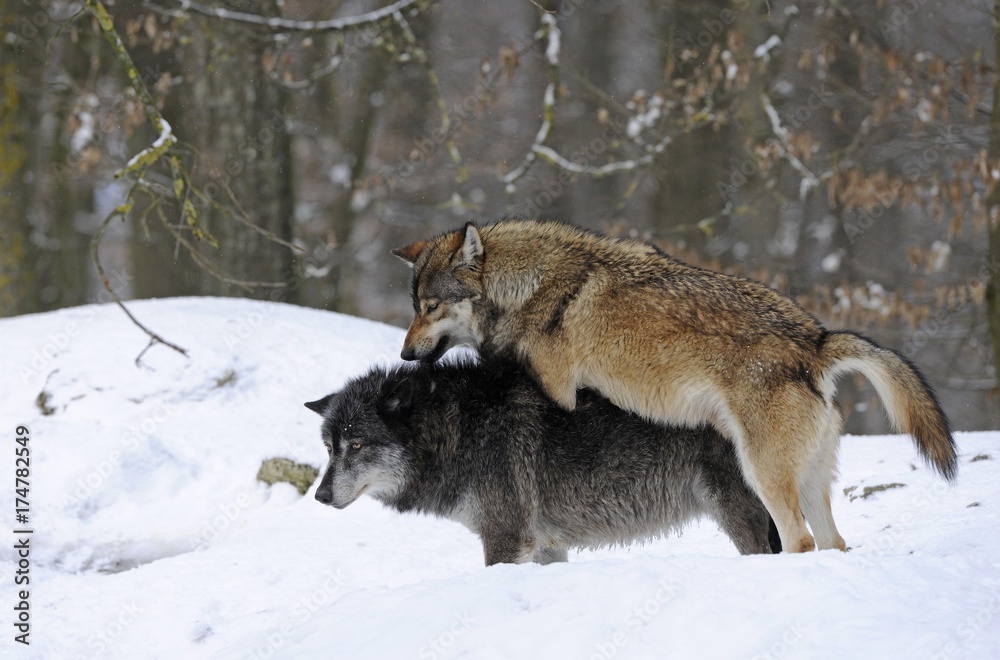 Foto de Stock Mackenzie Valley Wolf, Alaskan Tundra Wolf or Canadian Timber Wolf (Canis lupus ...