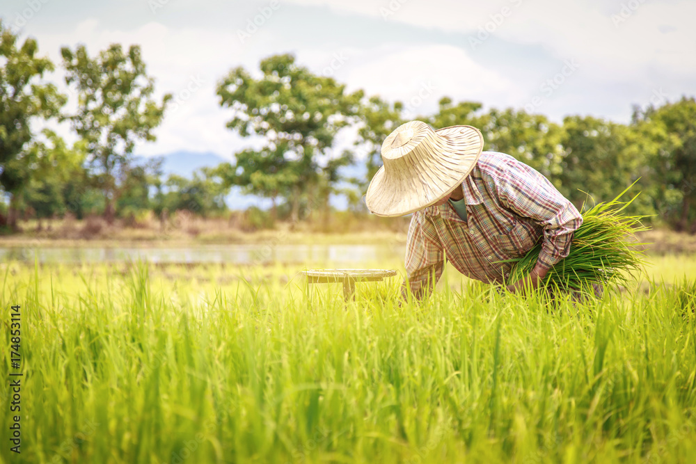 Asian farmer transplant rice seedlings in rice field. Farmer planting ...