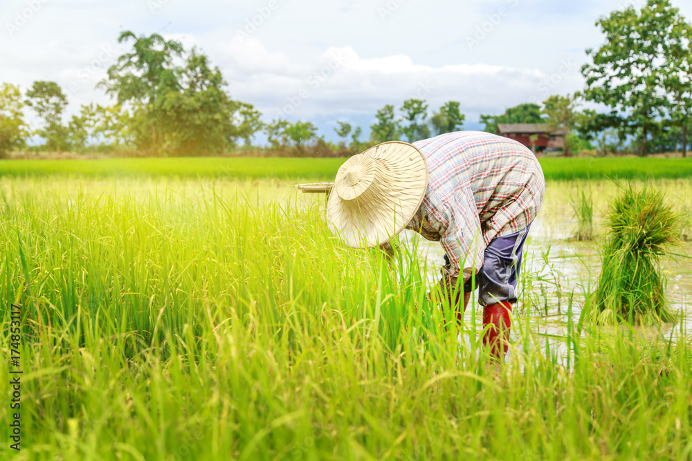 Asian farmer transplant rice seedlings in rice field. Farmer planting ...