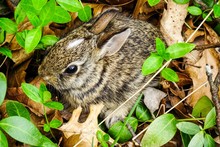 Cottontail Rabbit Hiding In Grass Free Stock Photo - Public Domain Pictures