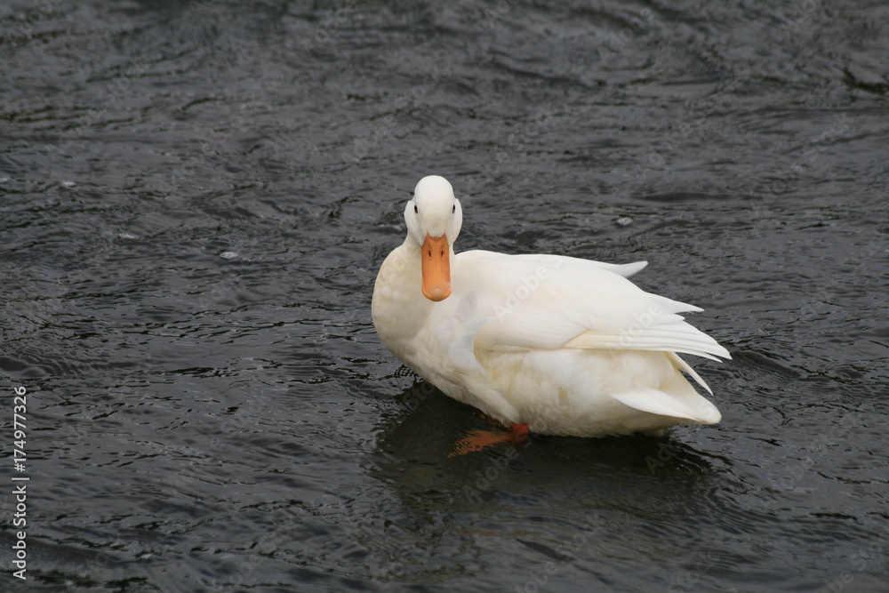 please take a picture of me, a duck posing Stock Photo | Adobe Stock